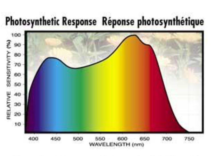 Light & Plants in the Hydroponic Greenhouses - Politiv