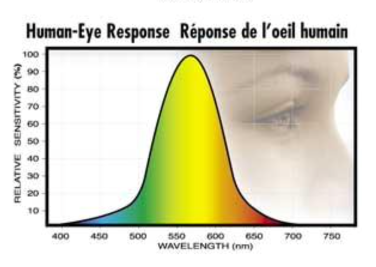 Light & Plants in the Hydroponic Greenhouses - Politiv